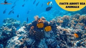 FACTS ABOUT SEA ANIMALS - Remember Animals